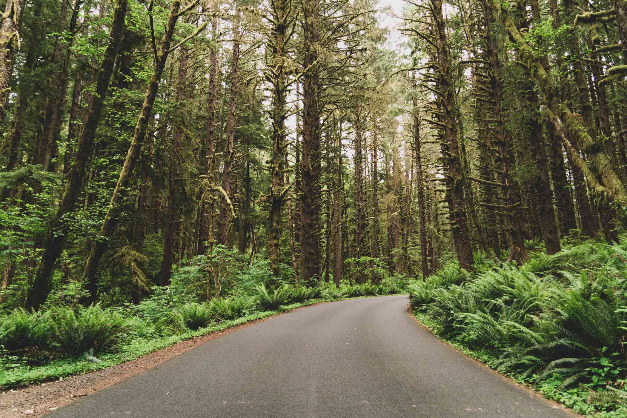 Reducing Deforestation Can Help Prevent the Next Pandemic