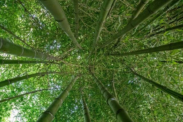 Is Planting Bamboo the Answer to Preserving Forests in Malawi Without ...