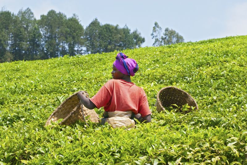 Only 34% of Crops Harvested in Rwanda Reach the Market while ...