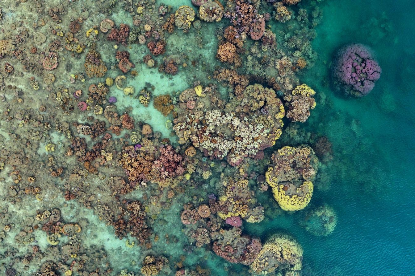 Palladium Partners with Queensland Government to Launch Reef Credit Scheme