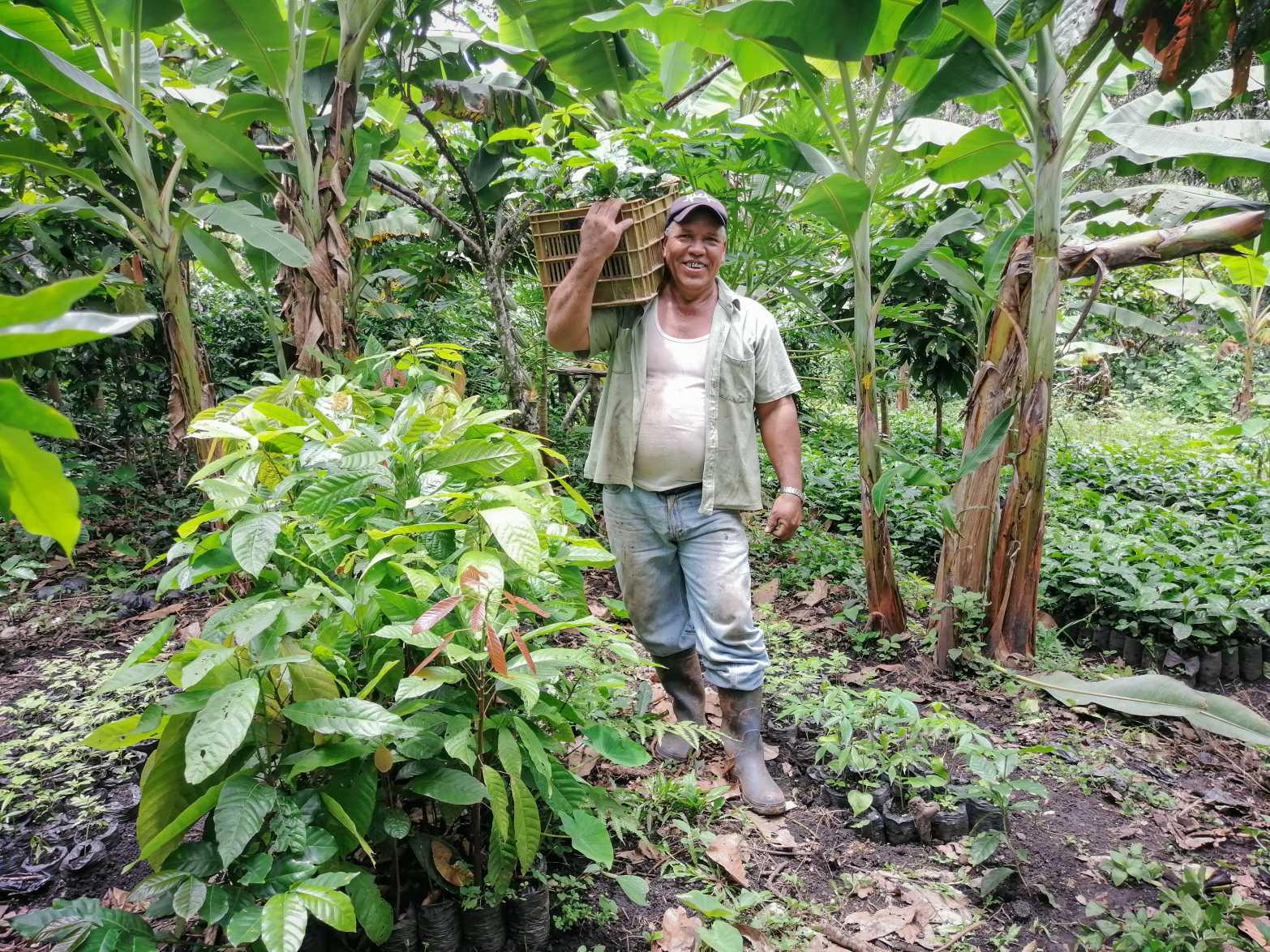 Growing Trees with Smallholder Farmers in the Tropics
