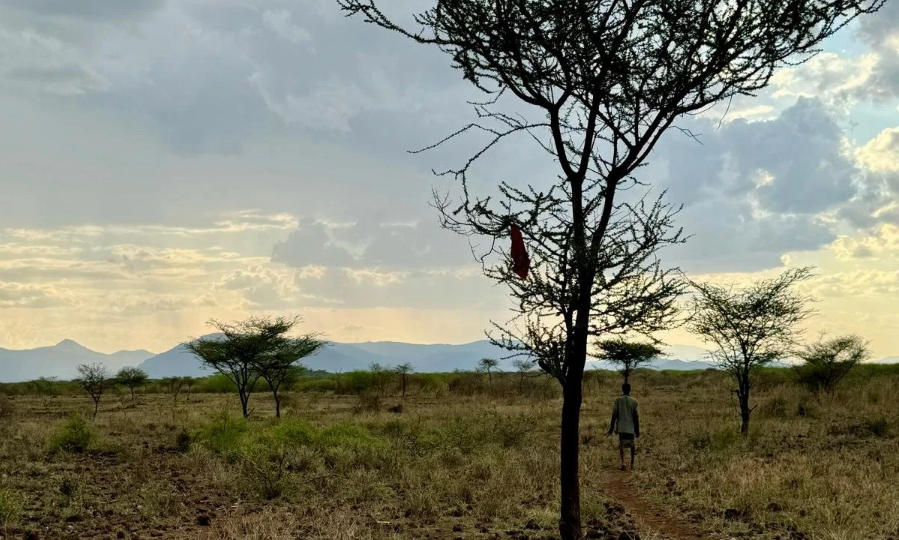From Trees to Trade: How Gum Arabic is Restoring Kenyan Landscapes and ...